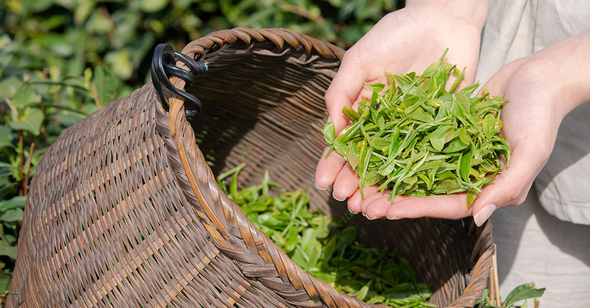 MoriMa Tea – Cultural Heritage | All About Health and Love | Real ...