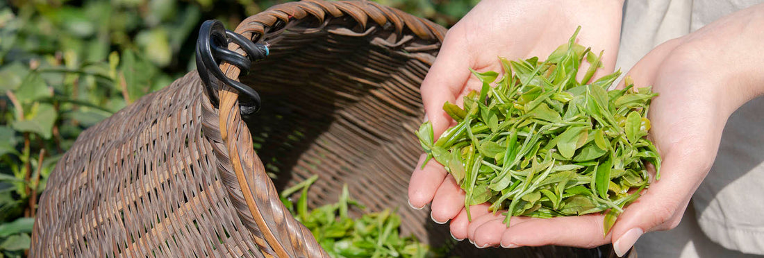 MoriMa Tea – Cultural Heritage | All About Health and Love | Real ...